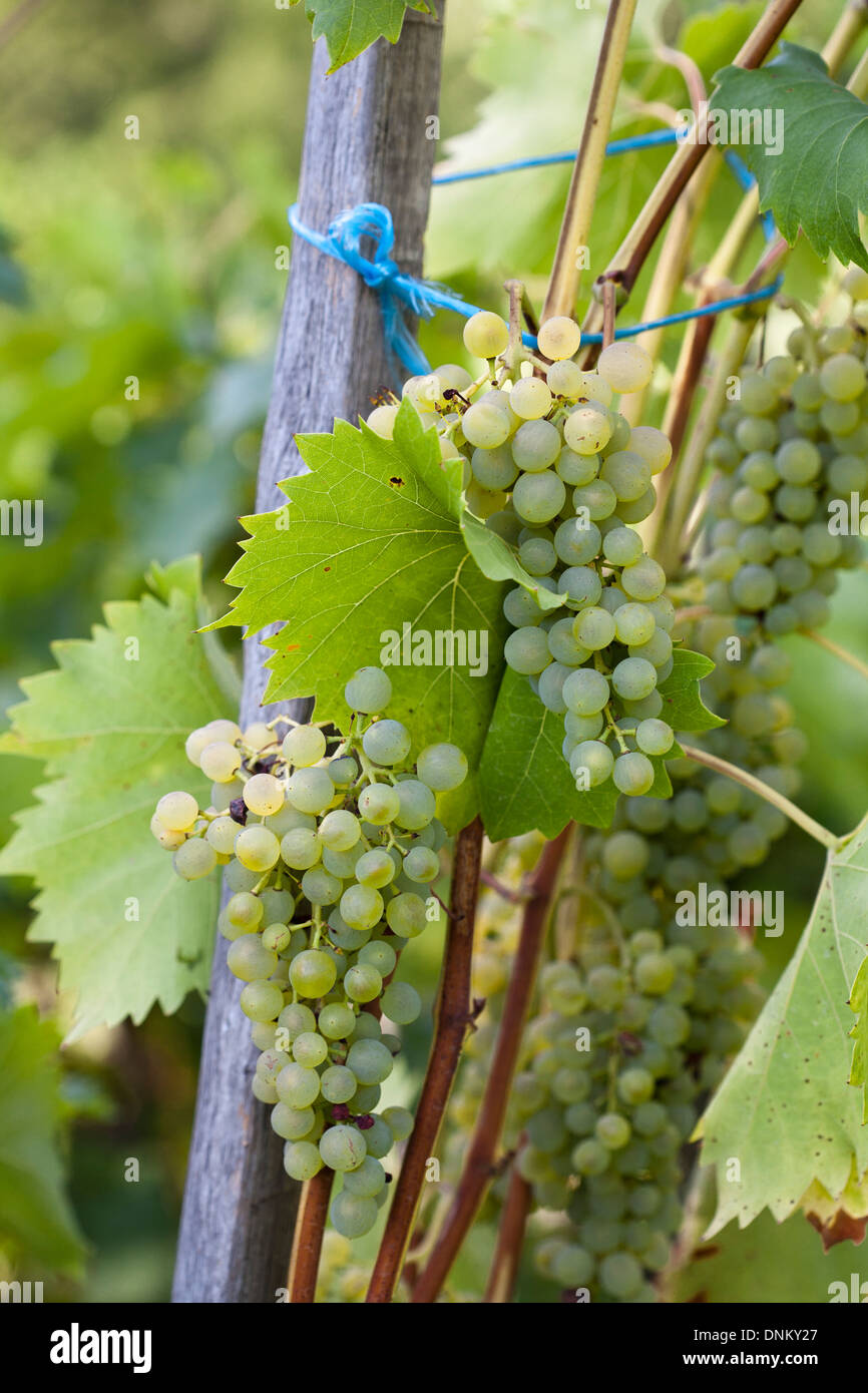 Riesling rural hi-res stock photography and images - Alamy