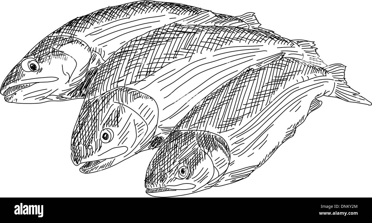 vector drawing hand fish Stock Vector Image & Art - Alamy