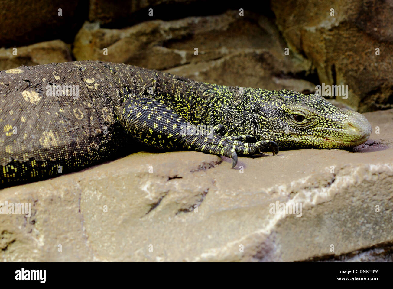 picture of a big yellow lizard resting on a rock Stock Photo - Alamy