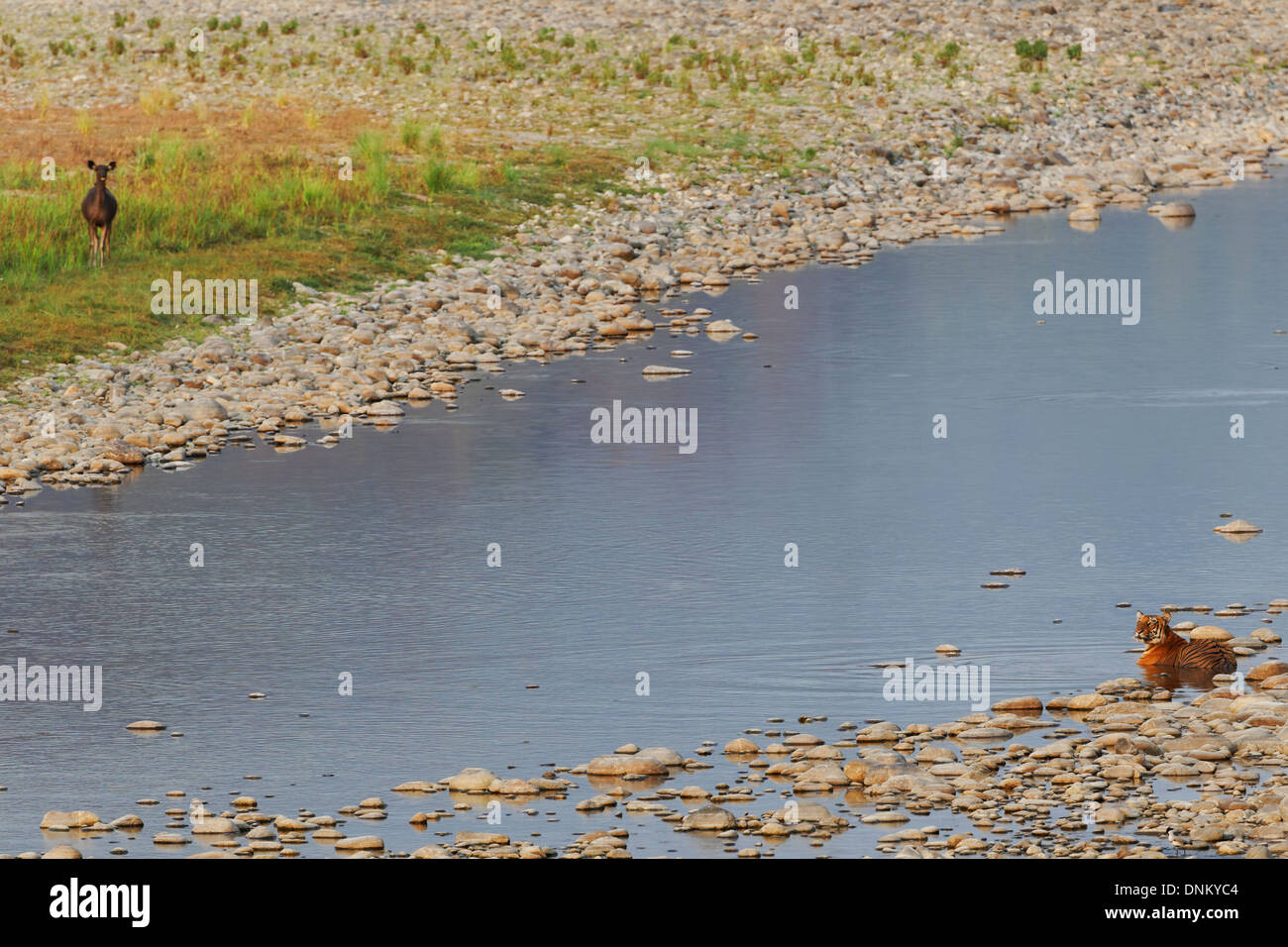Sambar deer watching a Tiger at Ram Ganga River in Jim Corbett Tiger ...