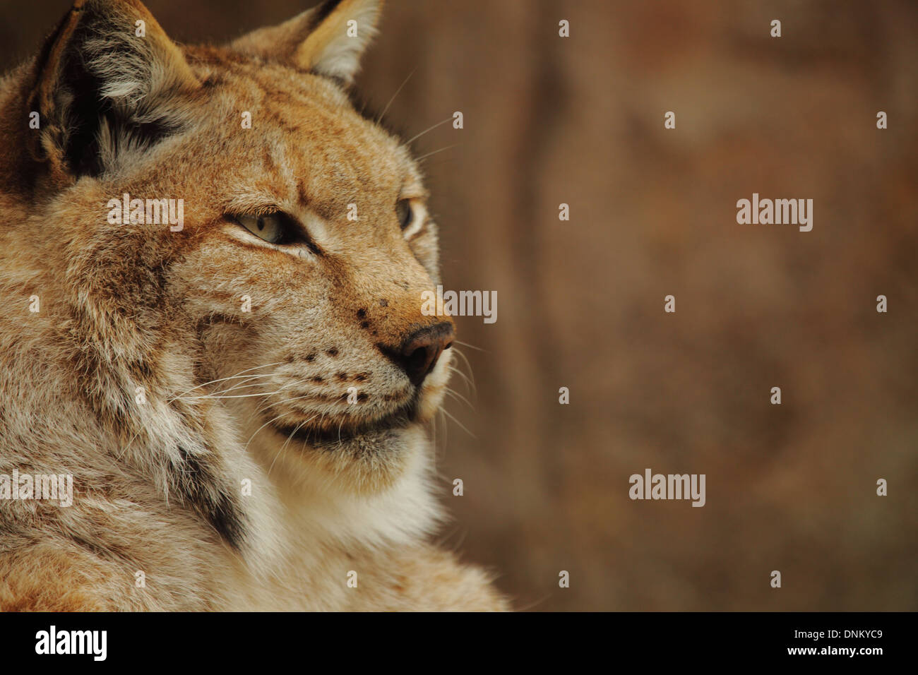 portrait of a beautiful lynx resting Stock Photo - Alamy