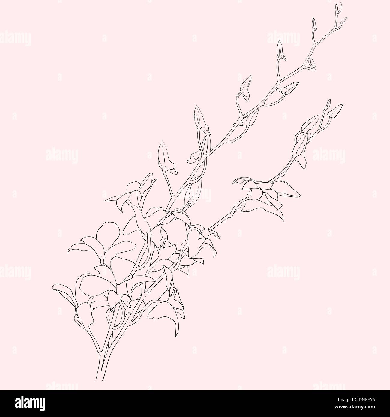 Cosmos ornamental plant Stock Vector Images - Alamy