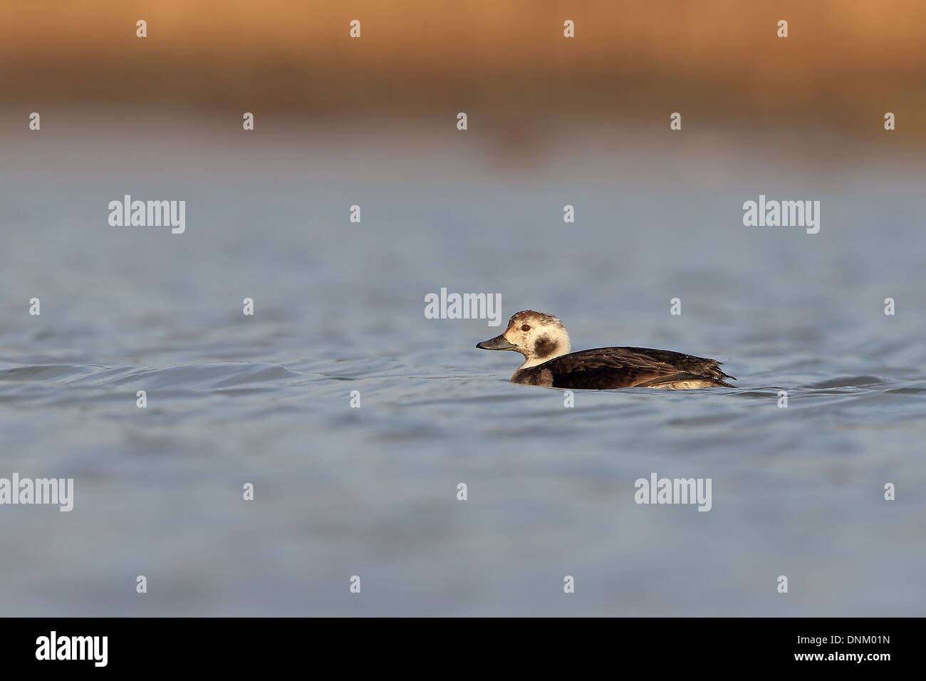 Long tailed duck uk hi-res stock photography and images - Alamy