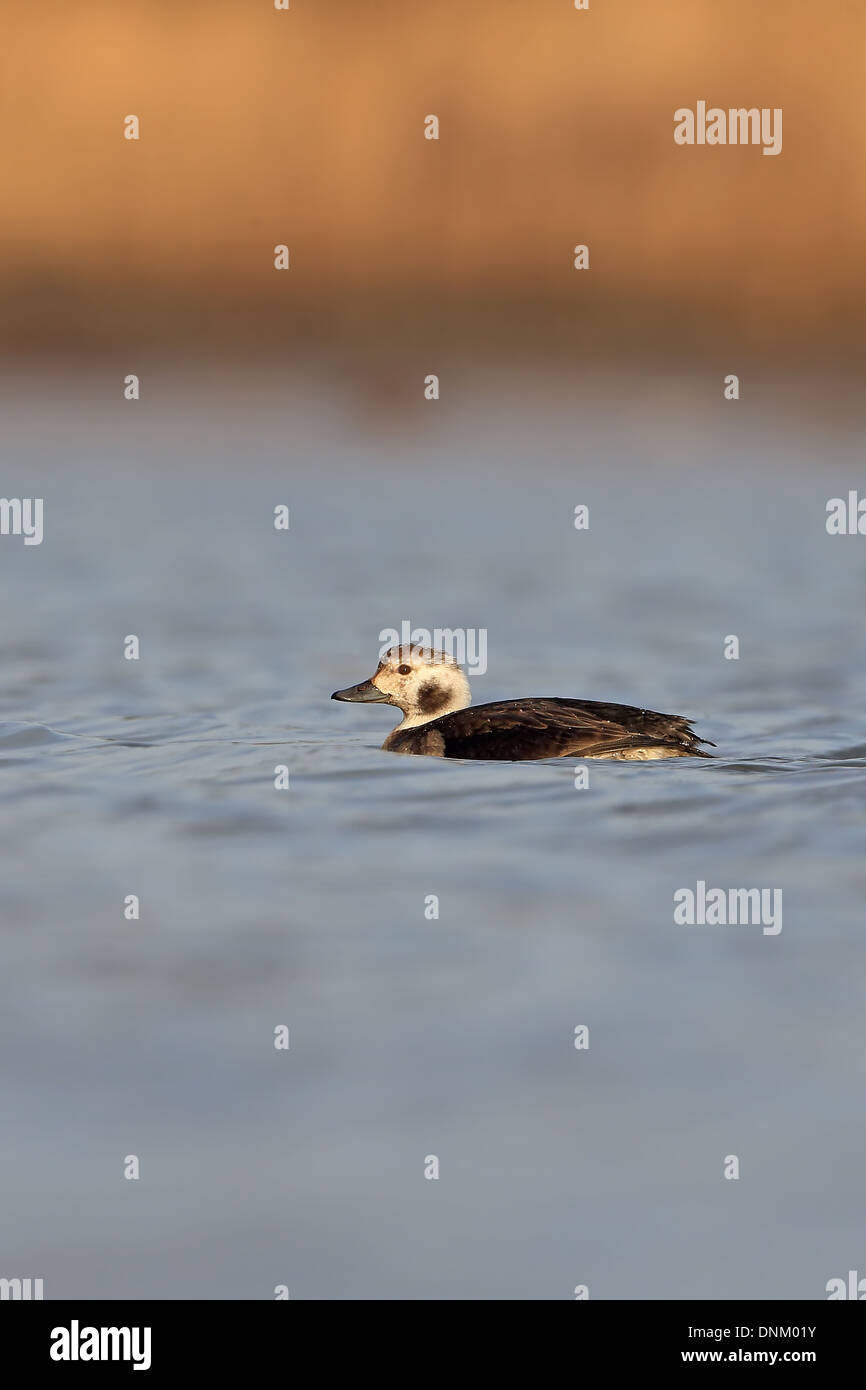 Long tailed duck uk hi-res stock photography and images - Alamy