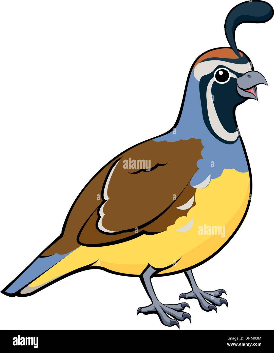 Quail Family Illustration