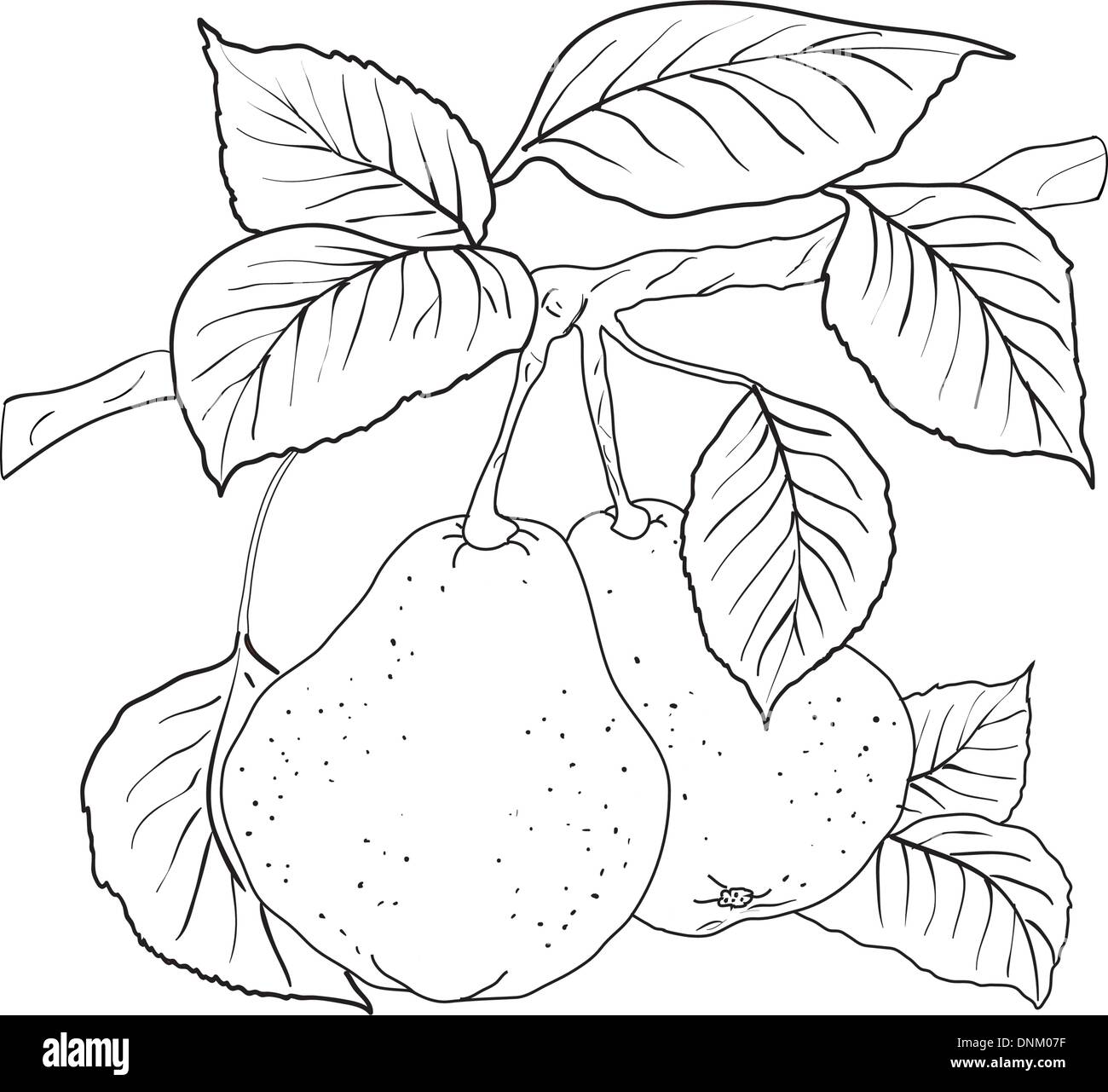 Two pears vector vectors hi-res stock photography and images - Alamy