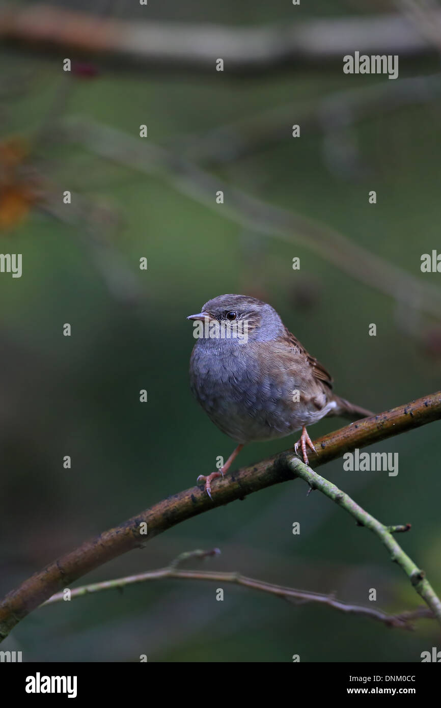 Dunnock (Prunella modularis Stock Photo - Alamy