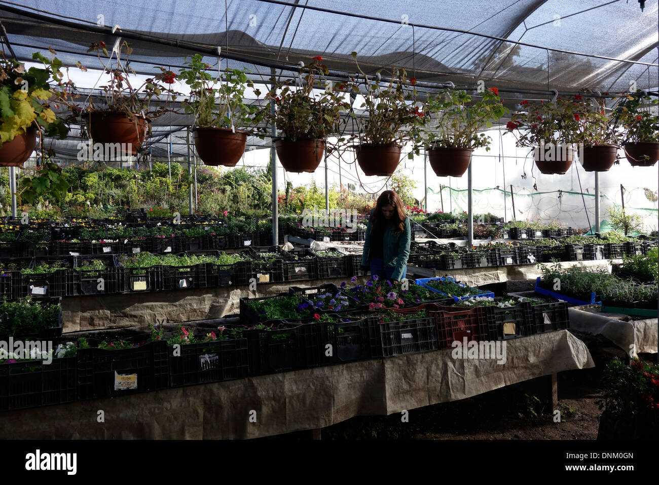 A hothouse in the town of Ramat Hasharon Israel Stock Photo - Alamy
