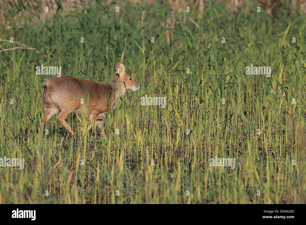 Chinese Water Deer (Hydropotes inermis Stock Photo - Alamy