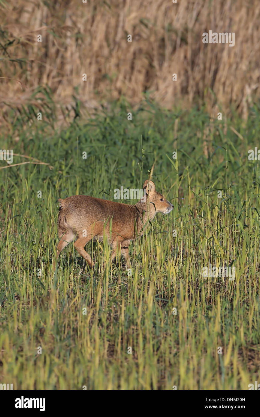 Chinese Water Deer (Hydropotes inermis Stock Photo - Alamy