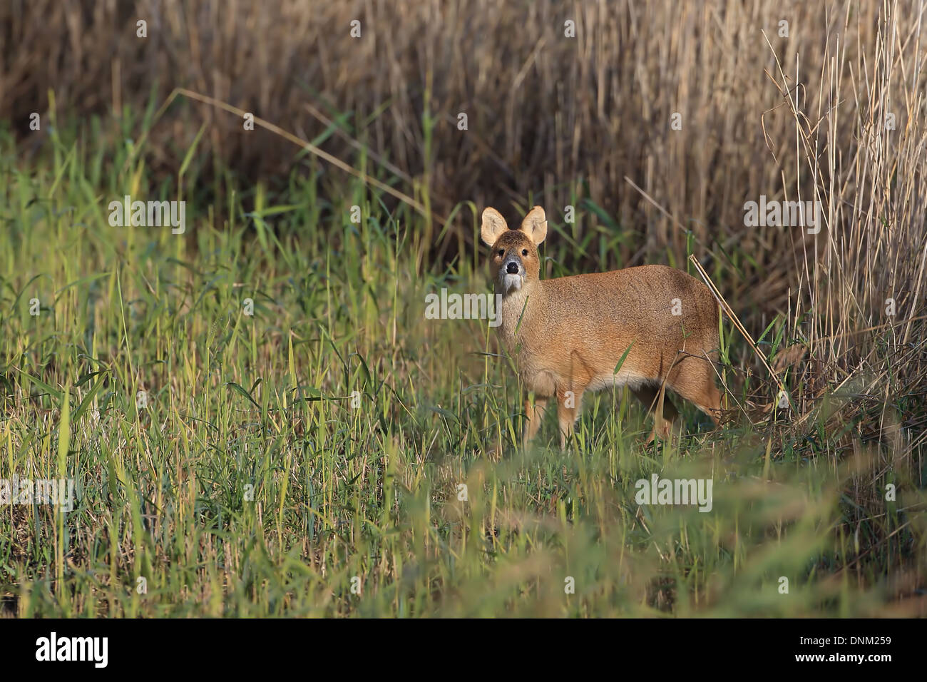 Chinese Water Deer (Hydropotes inermis Stock Photo - Alamy
