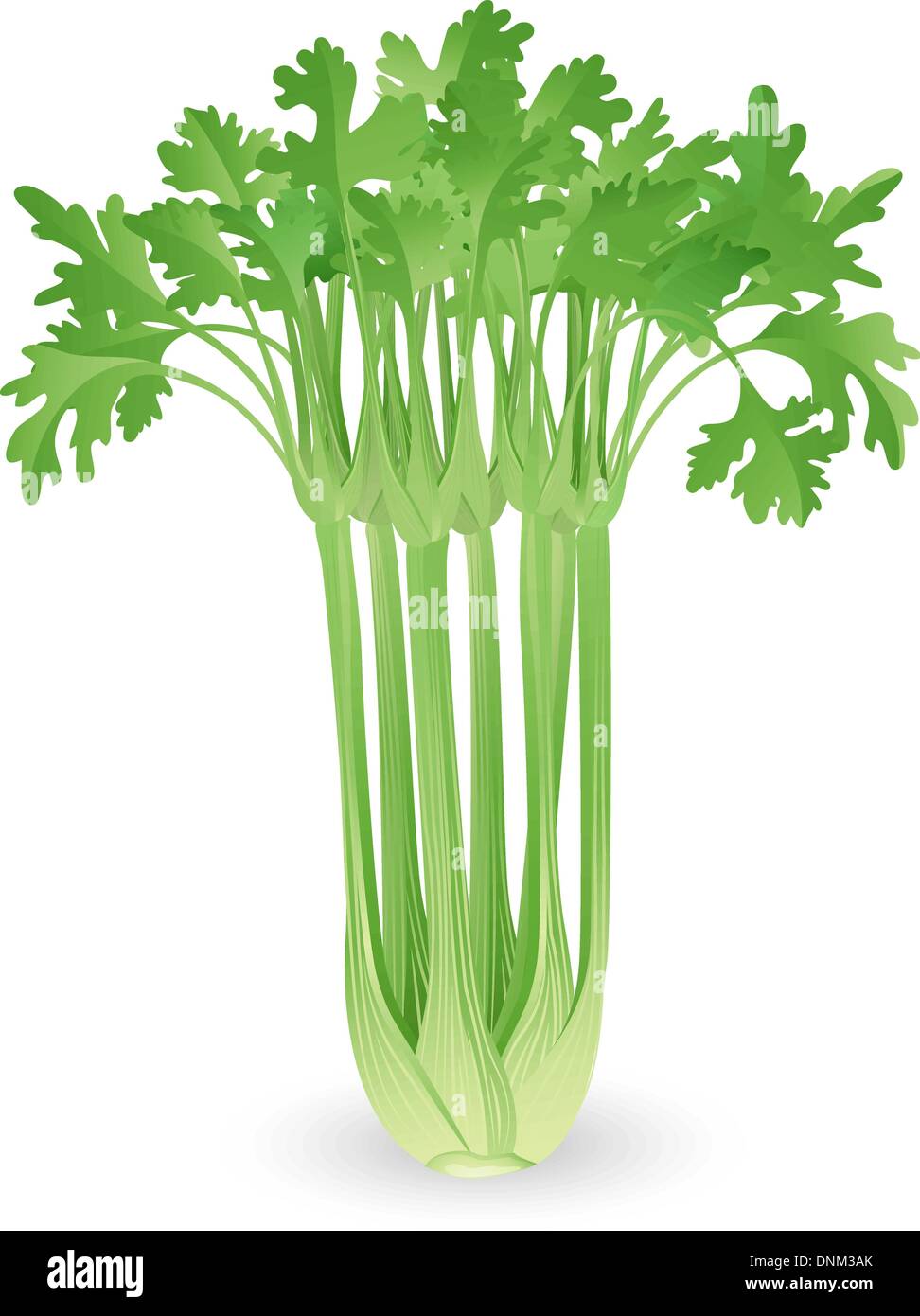 Illustration of a bunch of fresh tasty celery Stock Vector Image & Art ...
