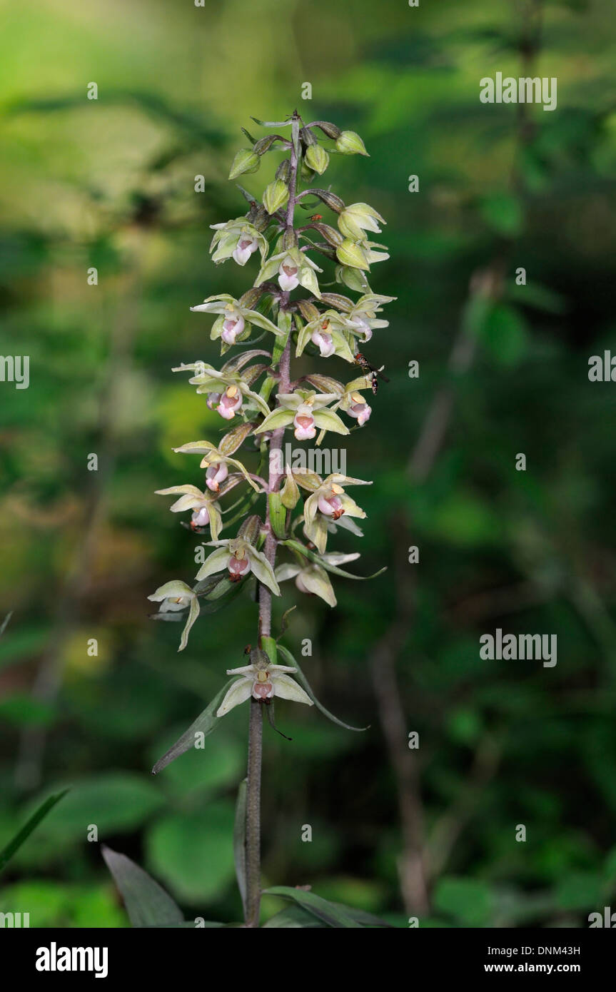Violet Helleborine - Epipactis purpurata With Hoverfly - Baccha ...