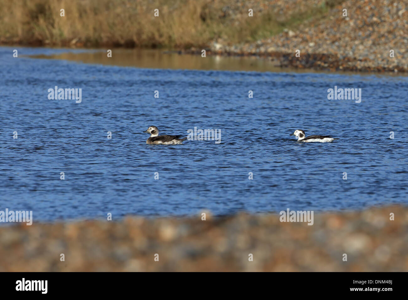 Long tailed duck uk hi-res stock photography and images - Alamy