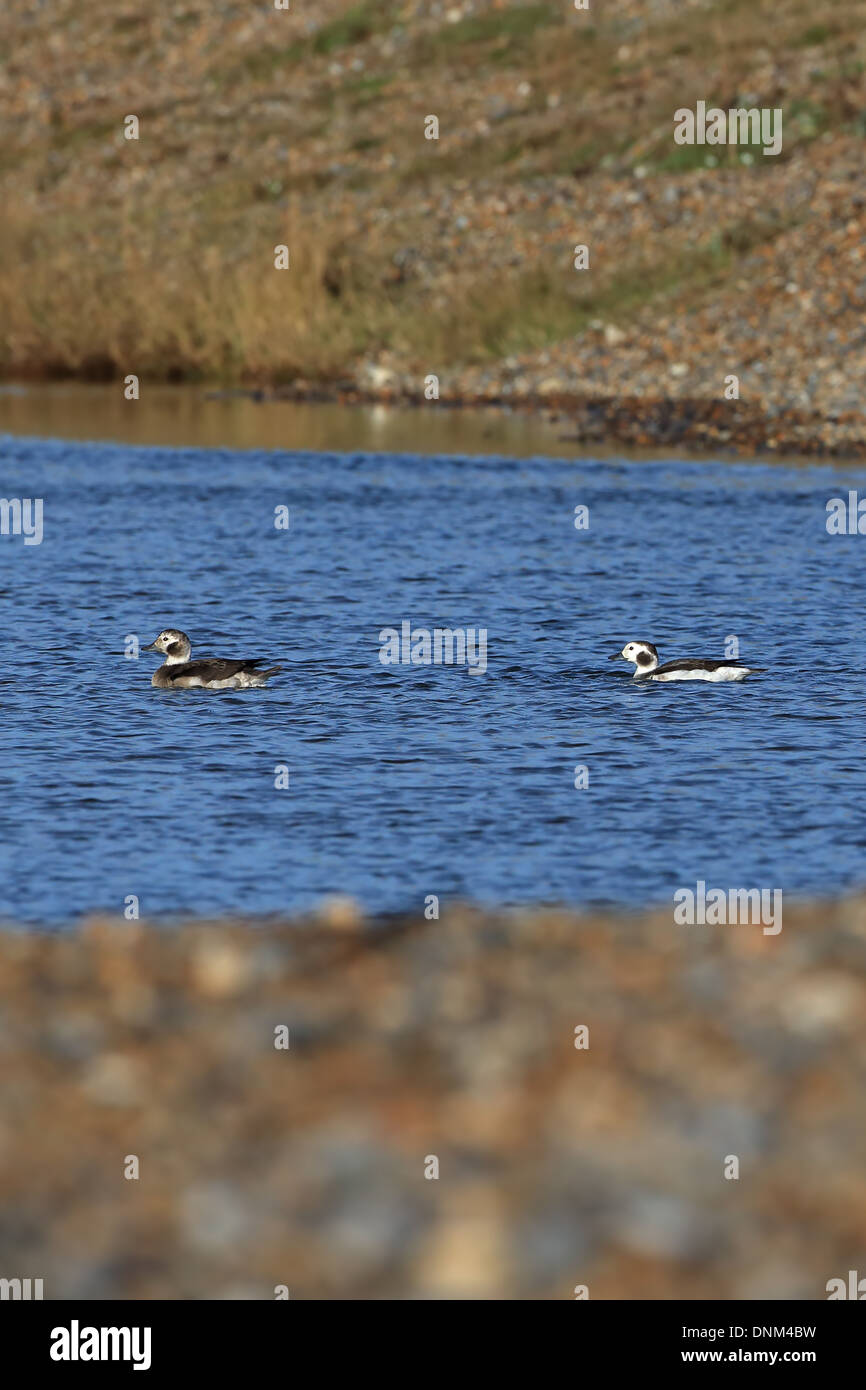 Long tailed duck uk hi-res stock photography and images - Alamy