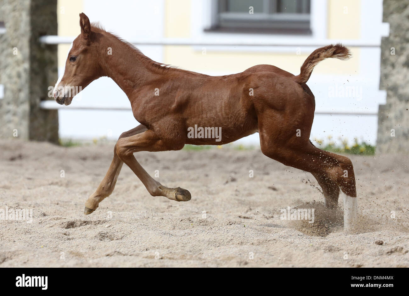 Sand paddock hi-res stock photography and images - Alamy