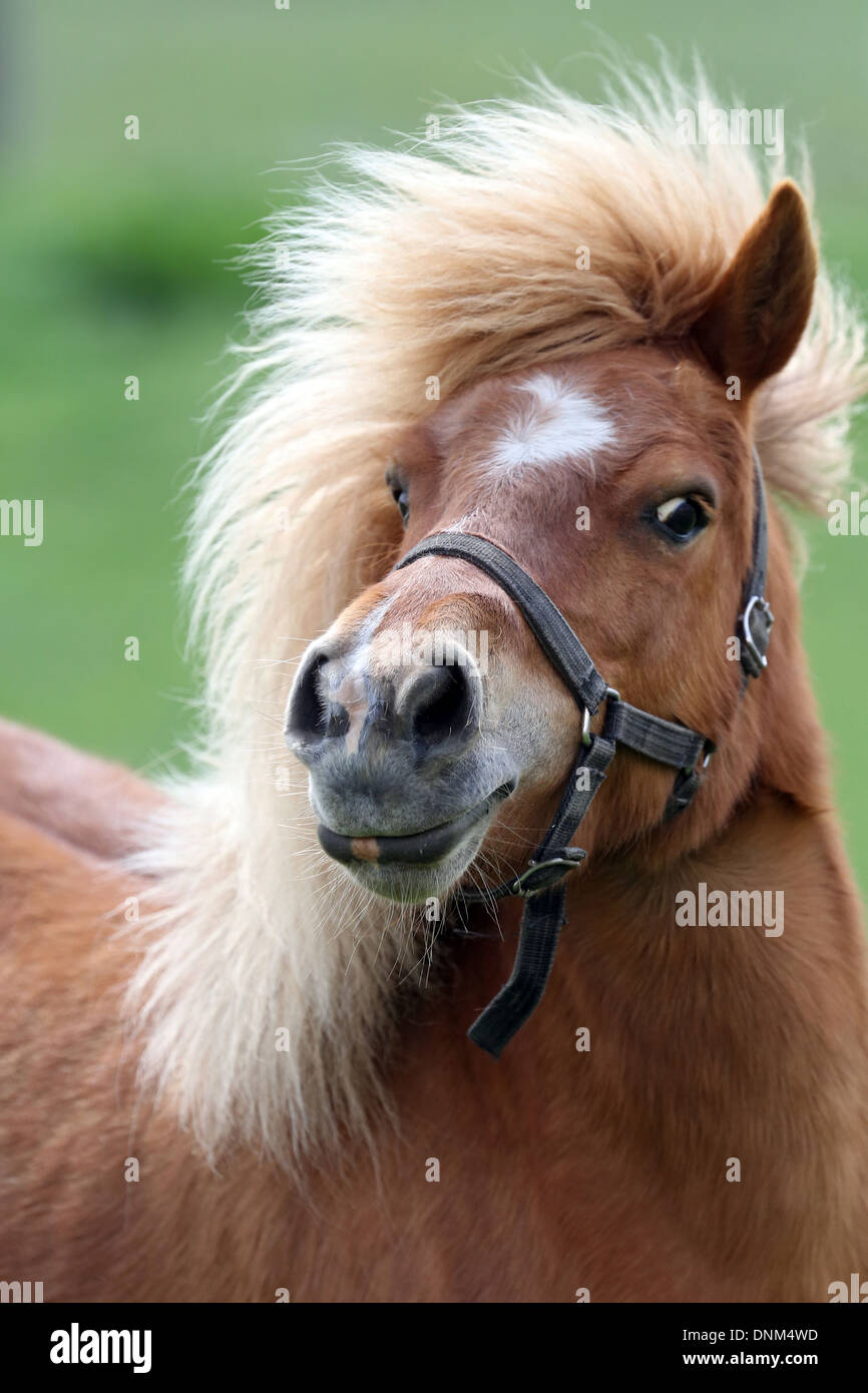 Shetland pony hi-res stock photography and images - Alamy
