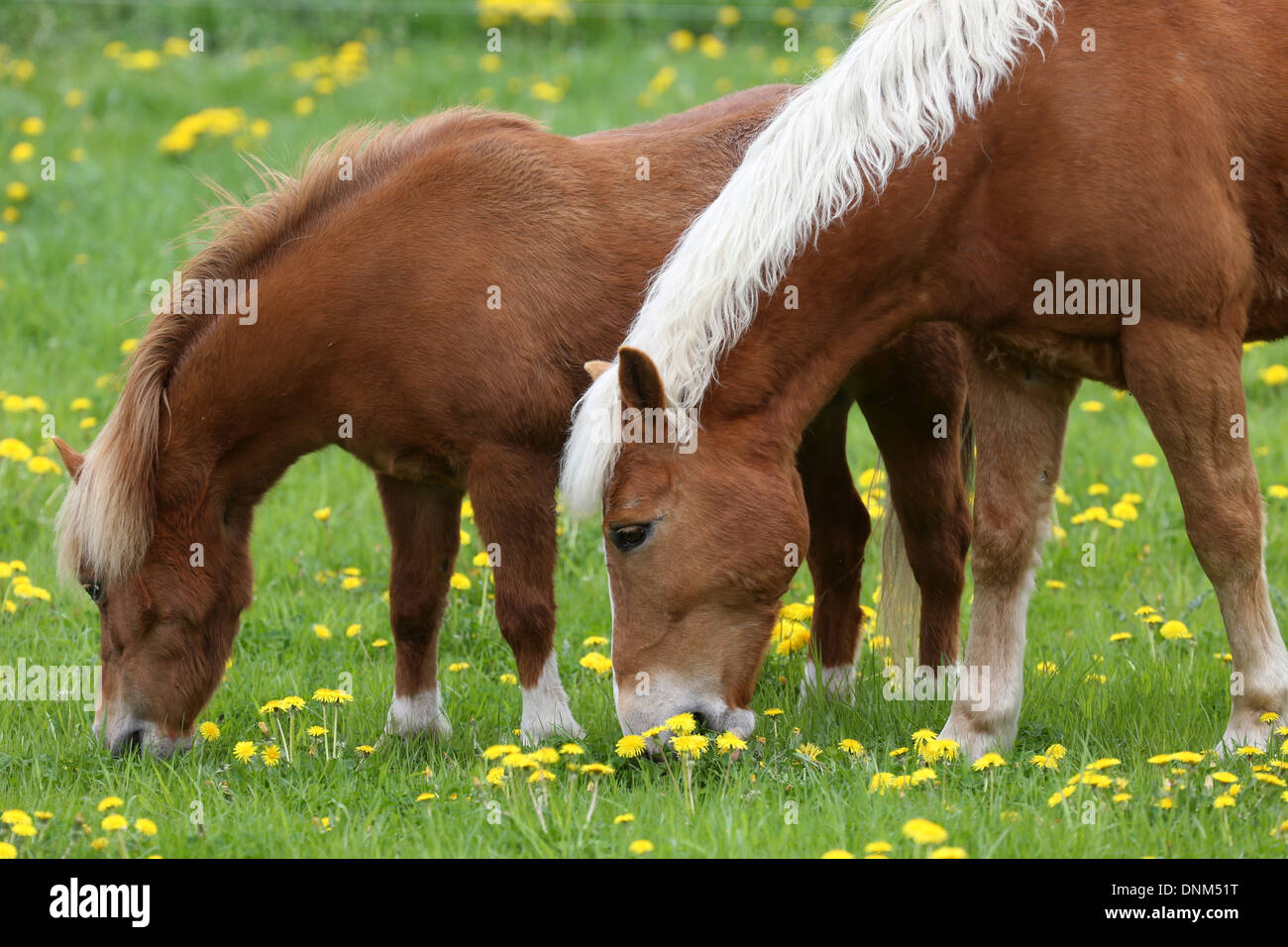 Haflinger pony hi-res stock photography and images - Alamy