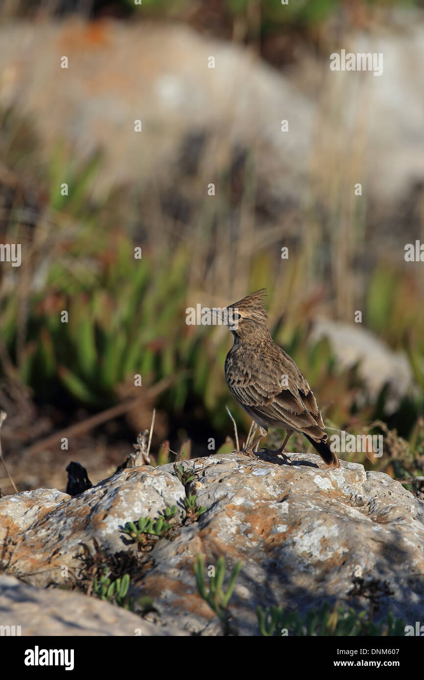 Thekla Lark (Galerida theklae Stock Photo - Alamy Thekla Lark (Galerida theklae Stock Photo - Alamy