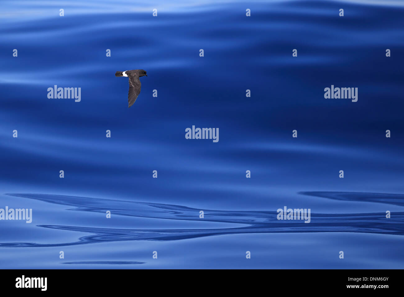 European Storm-petrel (Hydrobates pelagicus Stock Photo - Alamy