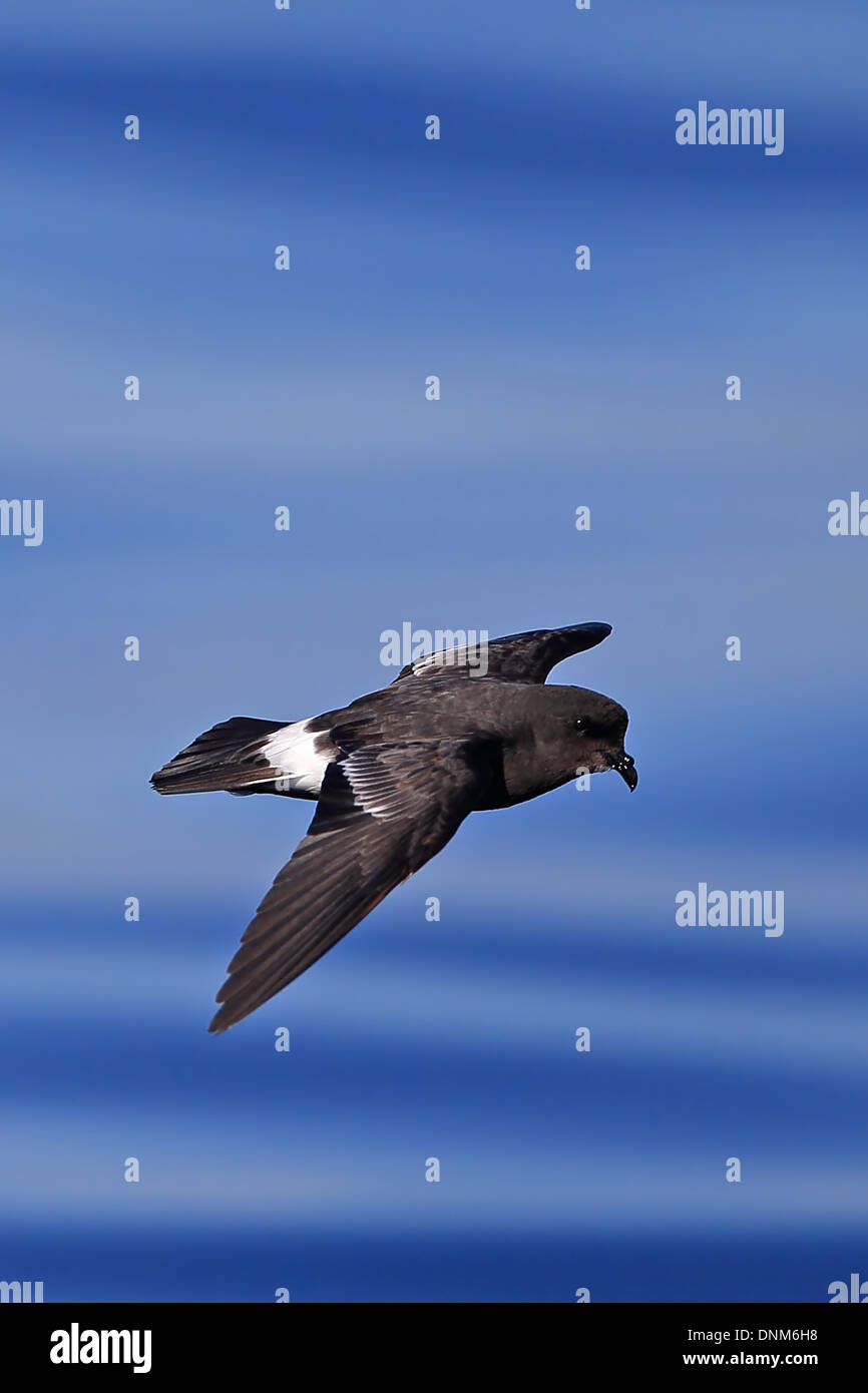 European Storm-petrel (Hydrobates pelagicus Stock Photo - Alamy