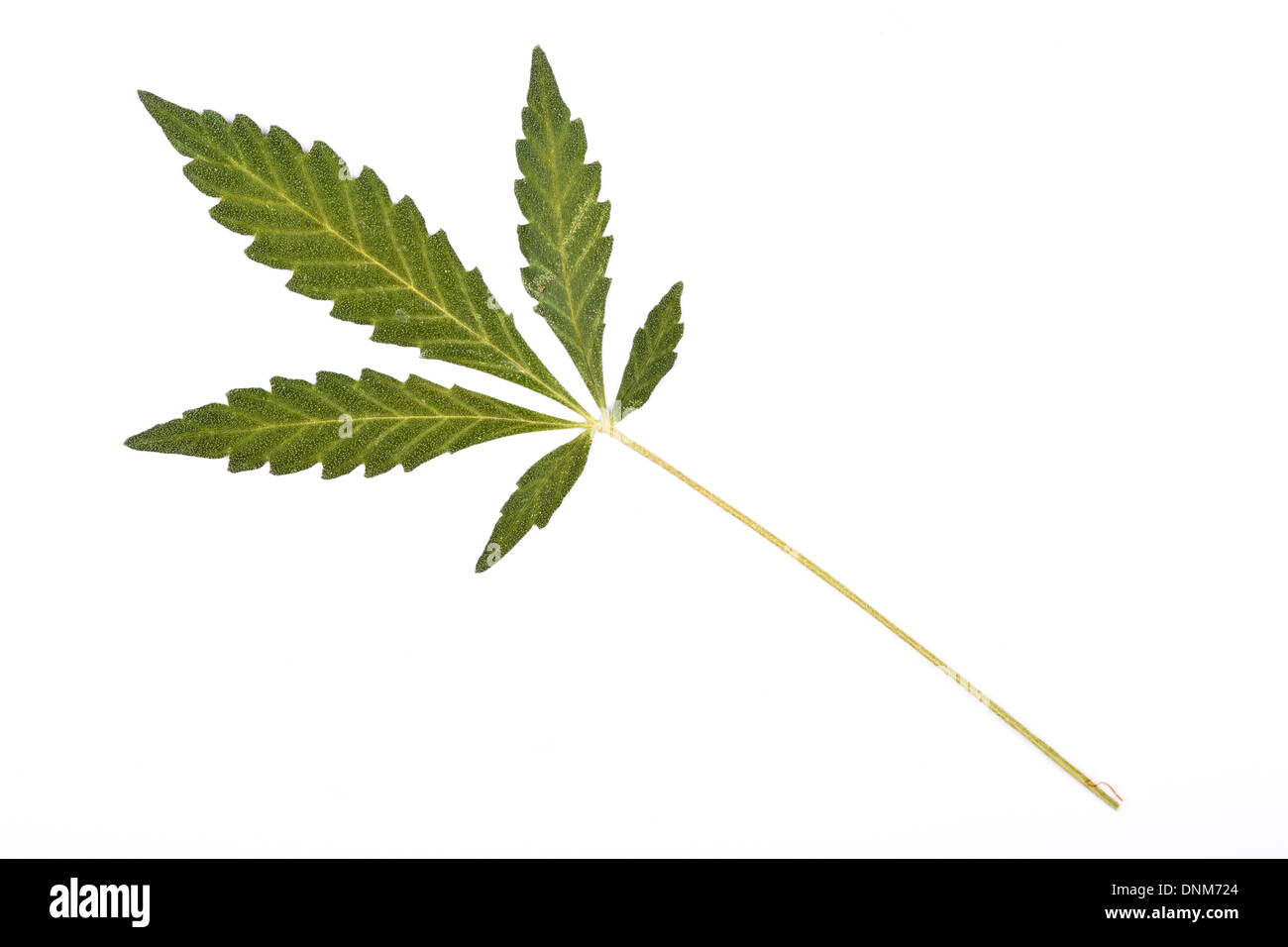 Dried cannabis bud on Cut Out Stock Images & Pictures - Alamy