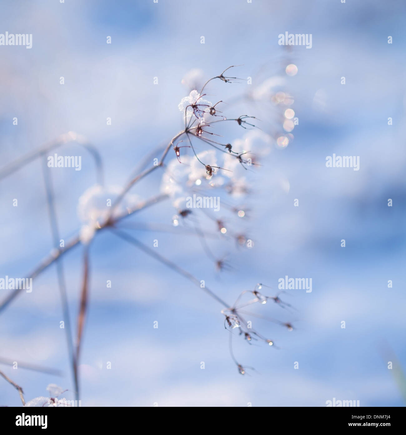snowy plants - dry dead plants in small snow Stock Photo - Alamy