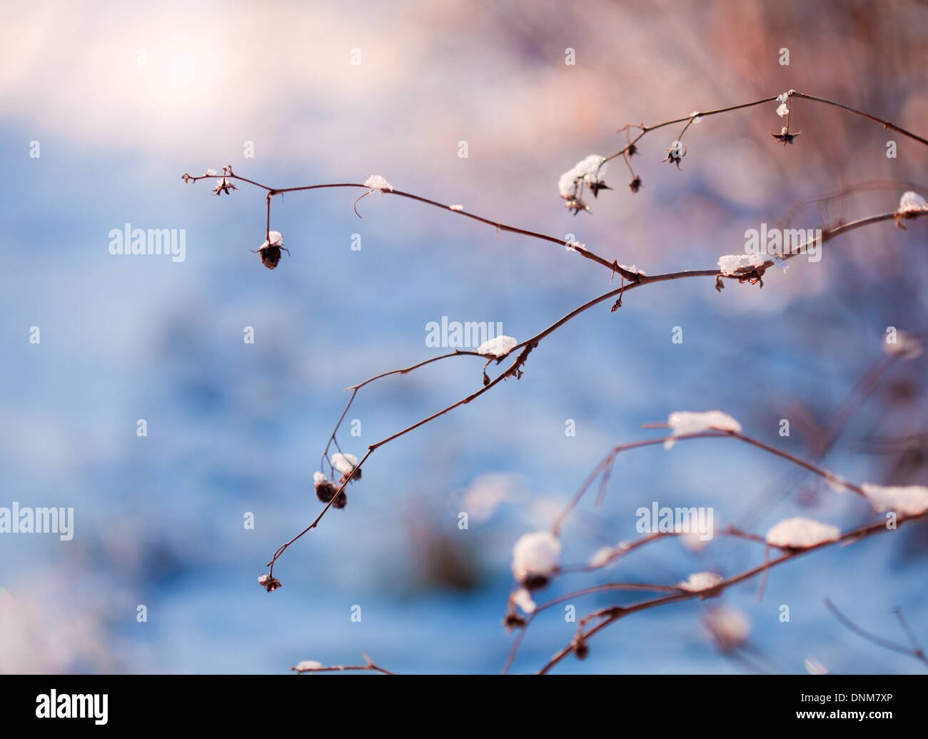 snowy plants - dry dead plants in small snow Stock Photo - Alamy