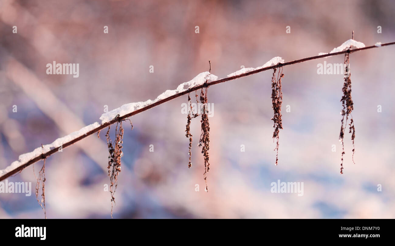 snowy plants - dry dead plants in small snow Stock Photo - Alamy