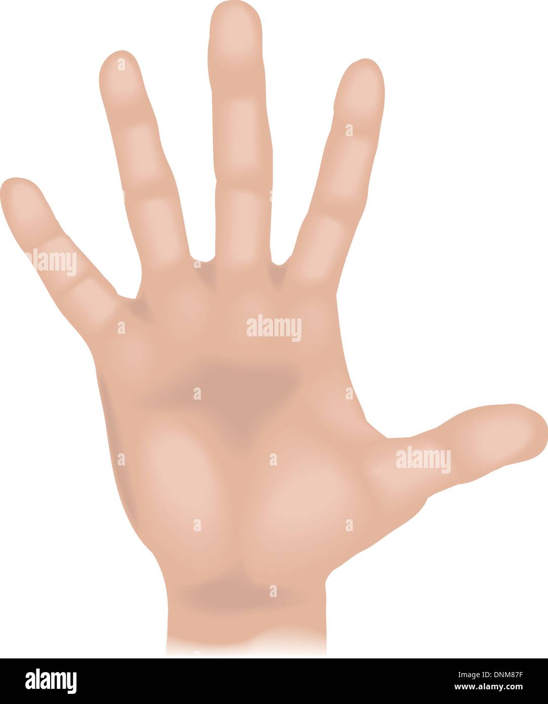 An illustration of a human hand, no meshes used Stock Vector Image ...