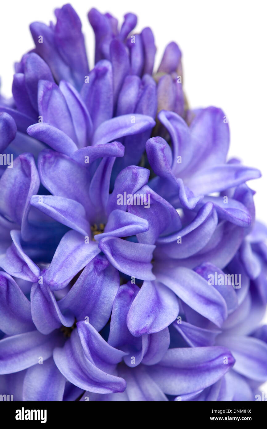 blue hyacinth natural floral background Stock Photo - Alamy