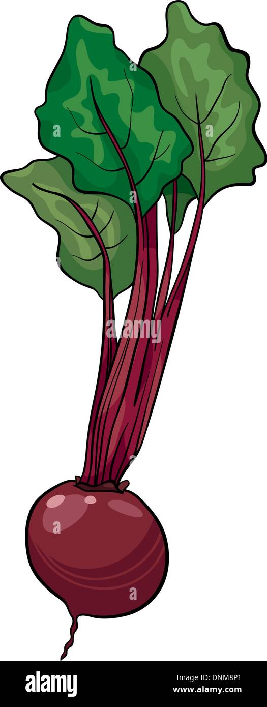 Cartoon Illustration of Beet Vegetable Food Object Stock Vector Image ...