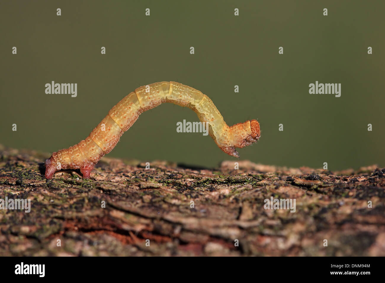 Geometrids (Geometridae) moth caterpillar Stock Photo - Alamy