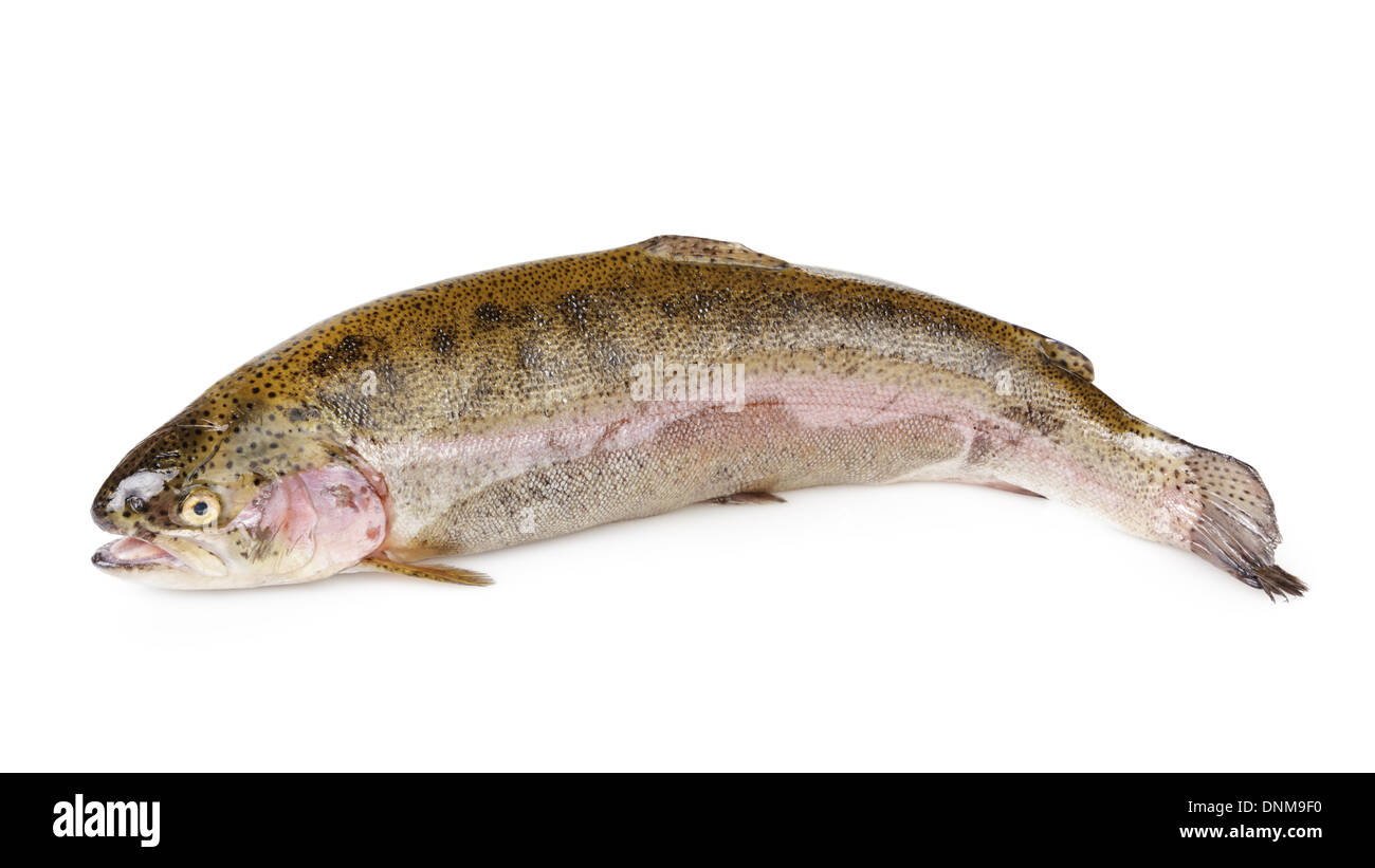 Rainbow trout jumping hi-res stock photography and images - Alamy