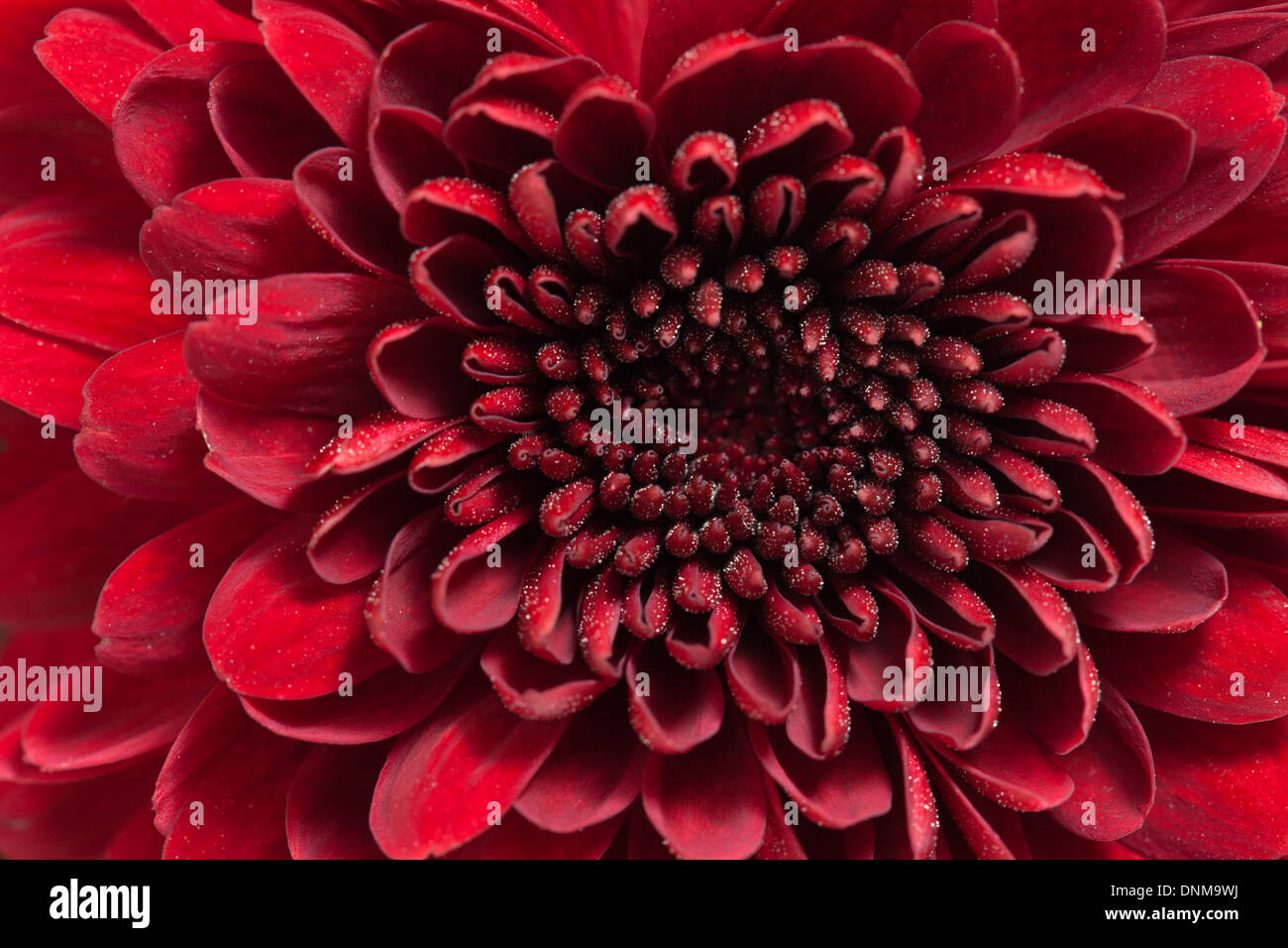 center of red chrysanthemum flower background Stock Photo - Alamy