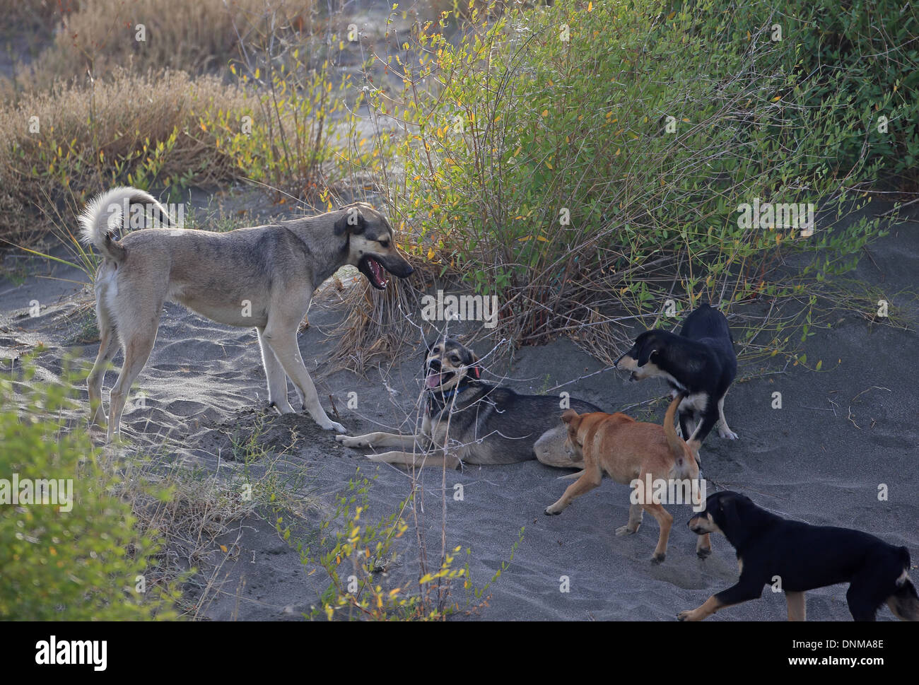 Dog (Canis lupus familiaris Stock Photo - Alamy