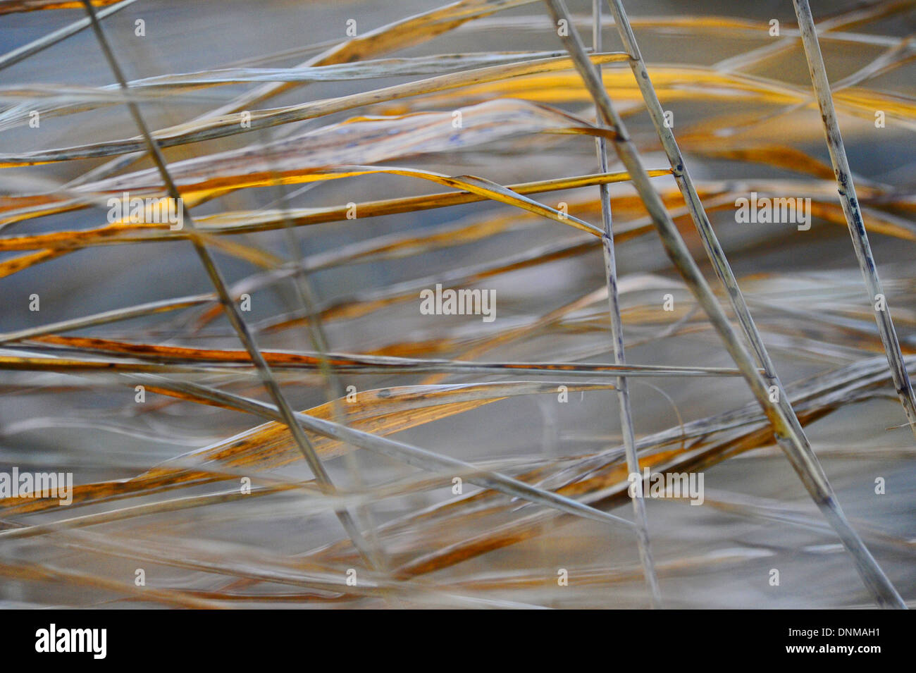 Reed colour hi-res stock photography and images - Alamy