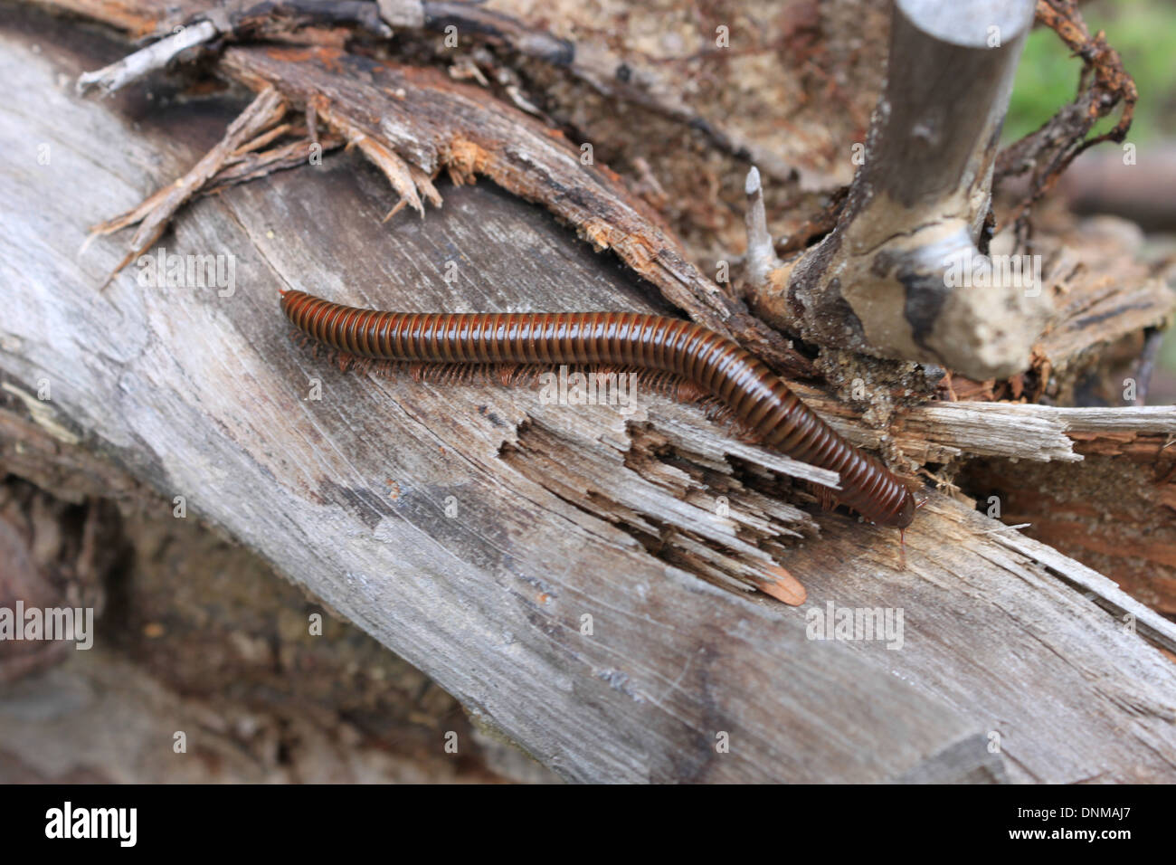A photograph of a millipede on the island of Koh Lipe in Thailand Stock ...