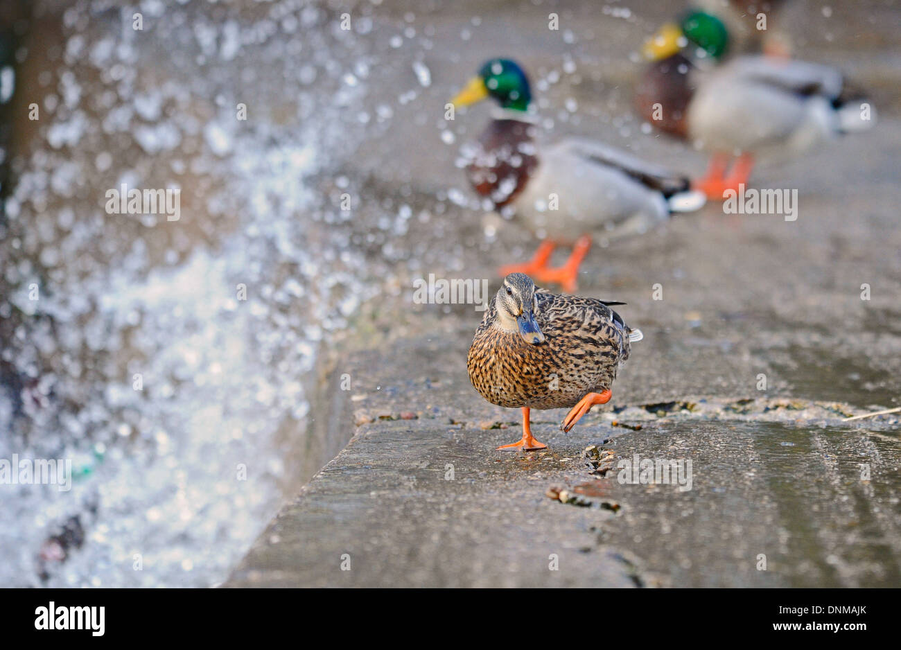 Strong ducks hi-res stock photography and images - Alamy