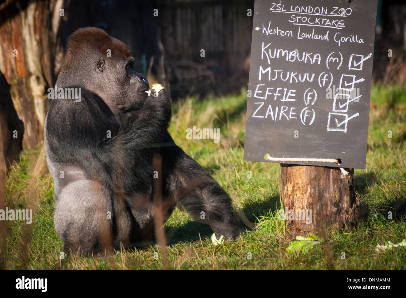 London zoo gorilla kingdom hi-res stock photography and images - Alamy