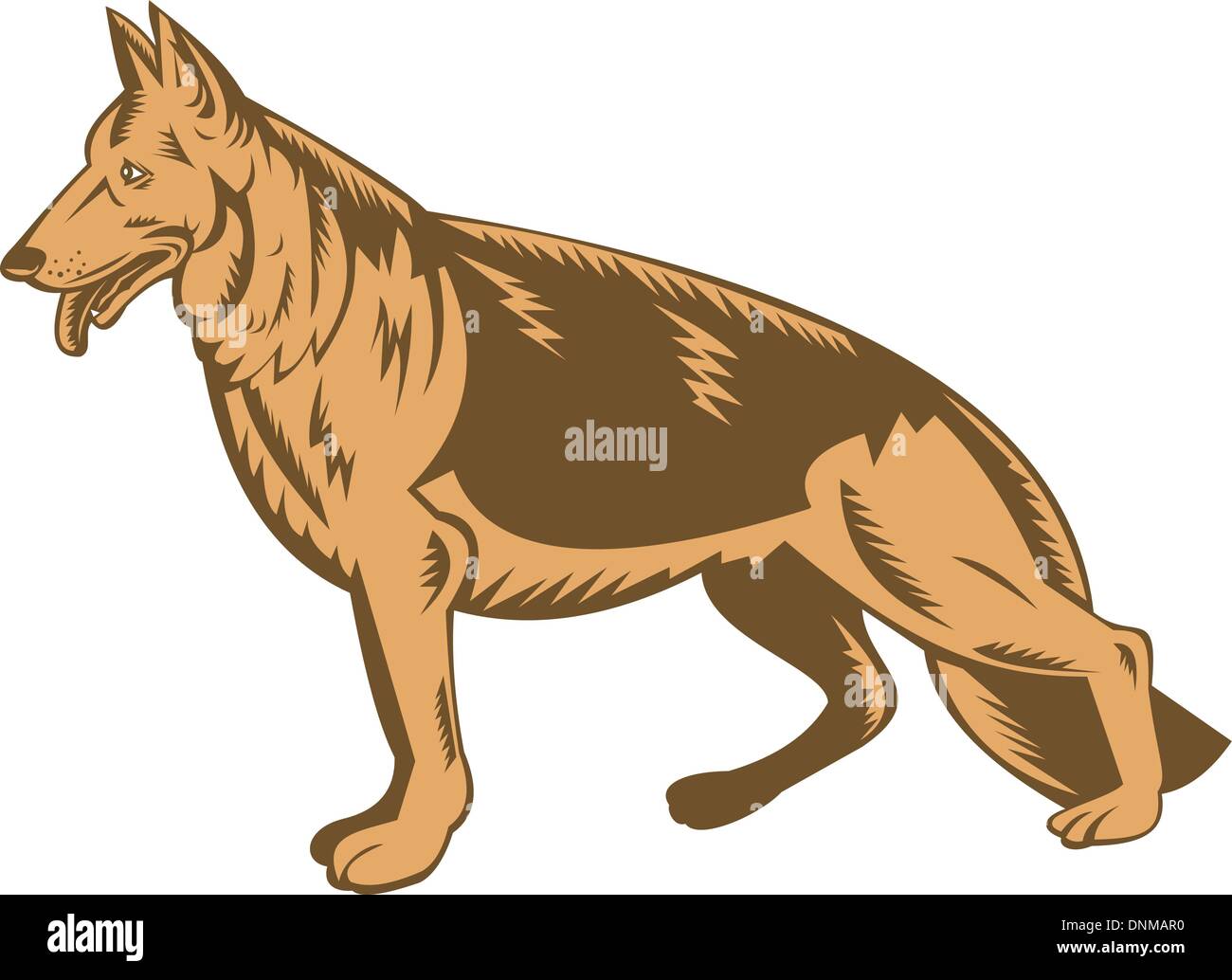 German shepherd dog on white Stock Vector Images - Alamy