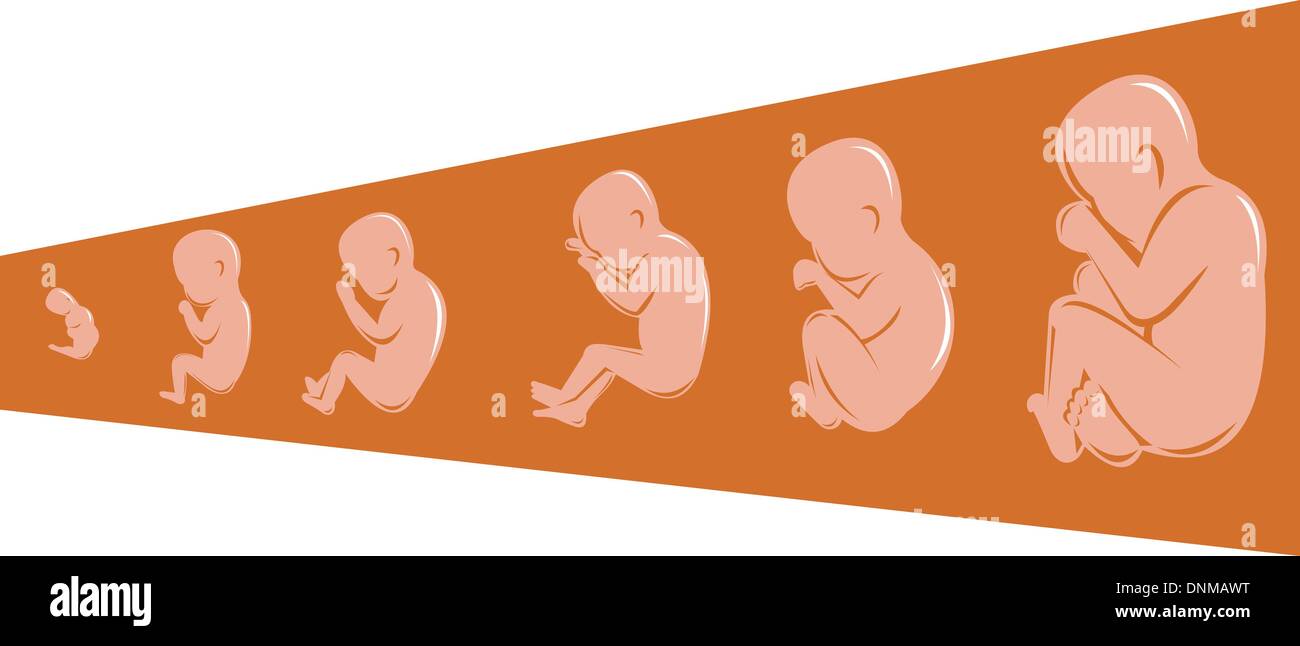 Human fetus 8 weeks Stock Vector Images - Alamy