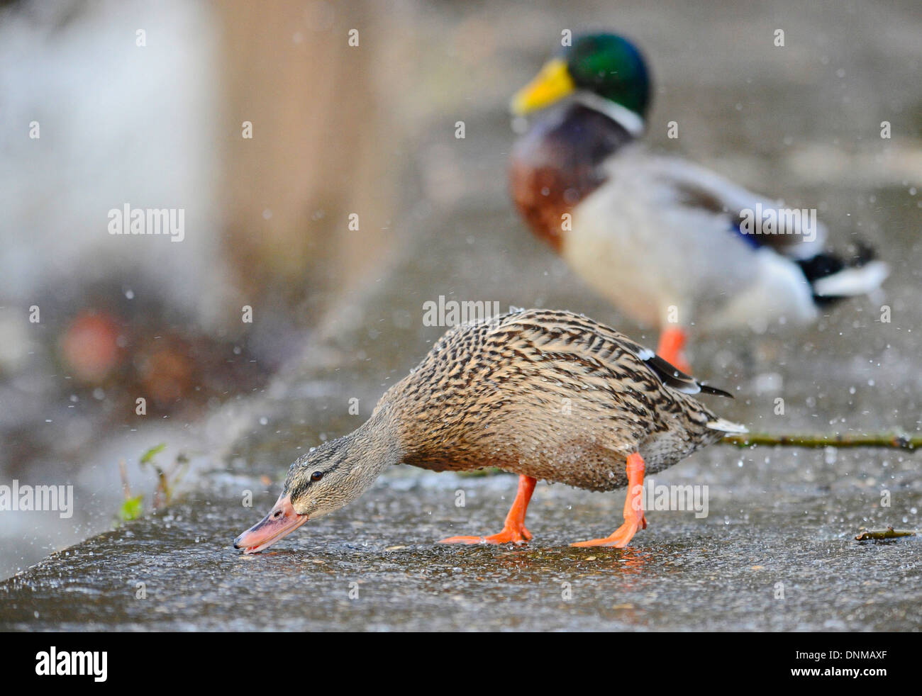 Strong duck hi-res stock photography and images - Alamy