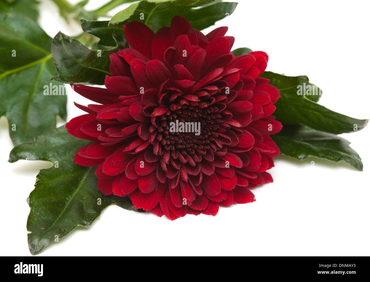 Red mum floral flower plant hi-res stock photography and images - Alamy