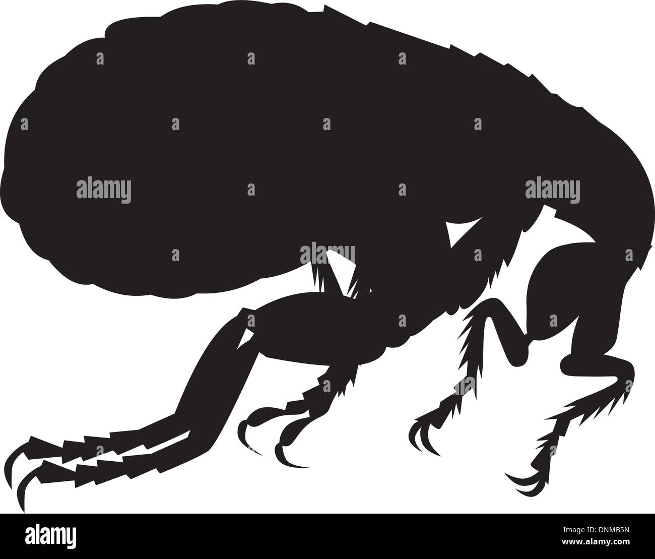 Illustration of a flea silhouette on white background Stock Vector ...