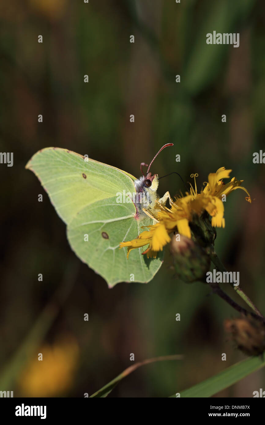 Common Brimstone (Gonepteryx rhamni Stock Photo - Alamy