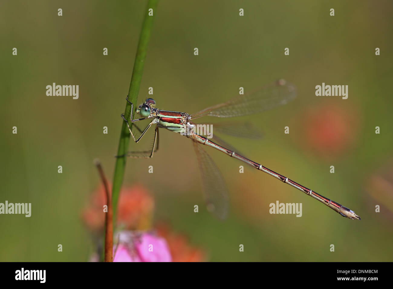 Southern Emerald Damselfly aka Migrant Spreadwing (Lestes barbarus ...