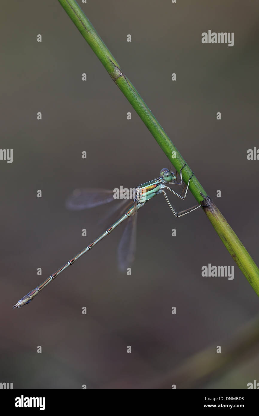 Southern Emerald Damselfly aka Migrant Spreadwing (Lestes barbarus ...