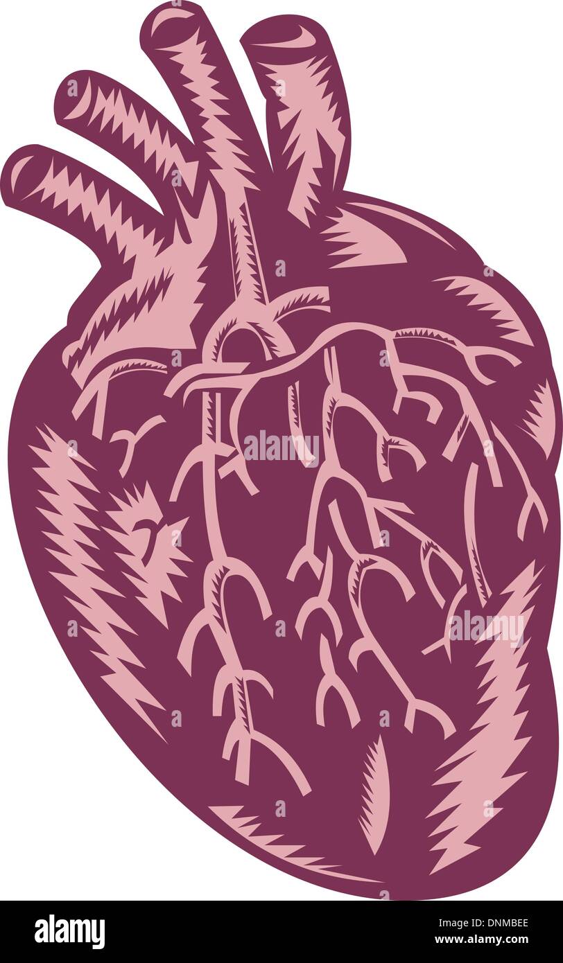 illustration of the human heart done in woodcut style Stock Vector ...