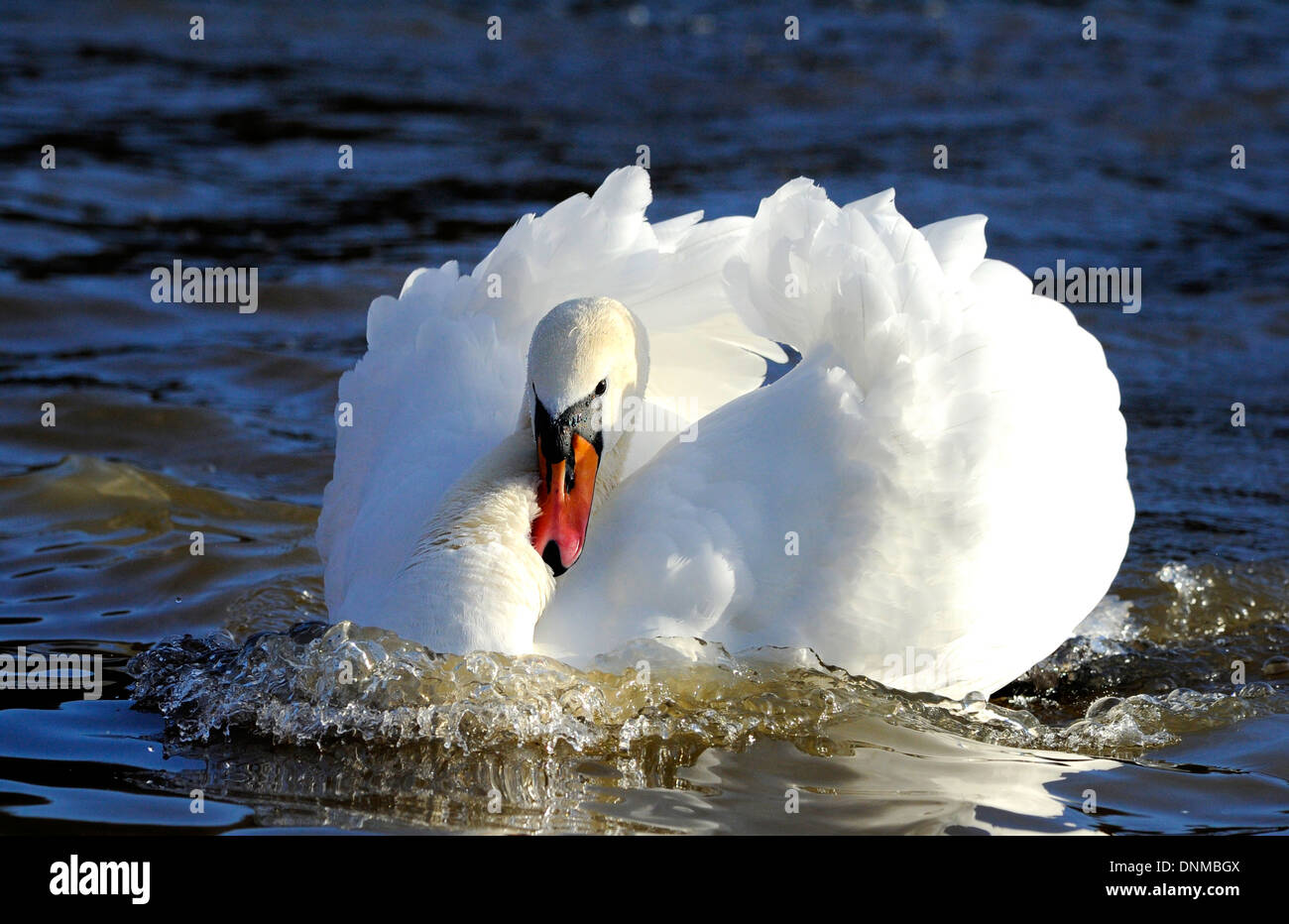 Adult Mute swan swimming in an aggressive style to chase away young ...